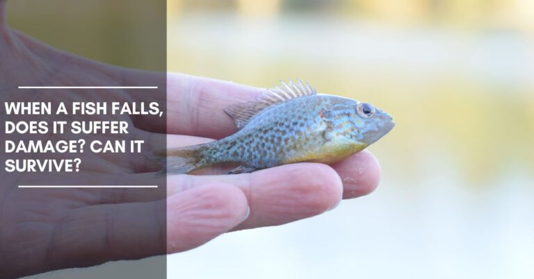 When a Fish Falls, Does It Suffer Damage? Can It Survive? – The Fishing ...