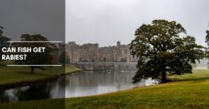 Can Fish Get Rabies? Understanding Rabies and its Effects on Fish – The ...