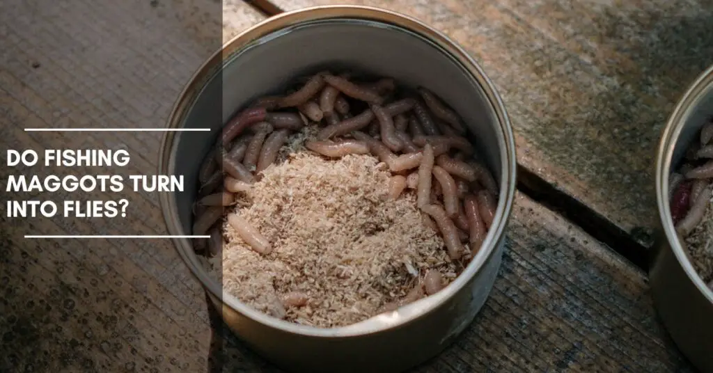 From Bait to Flies: Do Fishing Maggots Turn Into Flies? – The Fishing Cove