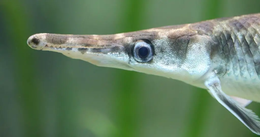 The Gar Fish Debate: Can You Really Eat These Ancient Predators? – The ...